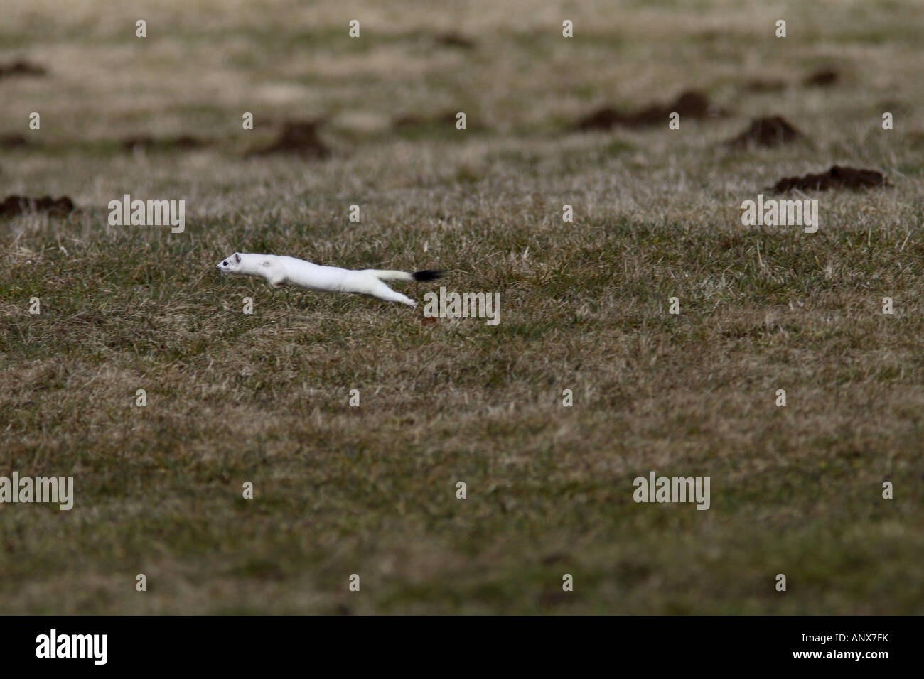Ermine stoat mustela erminea jumping Banque de photographies et d ...