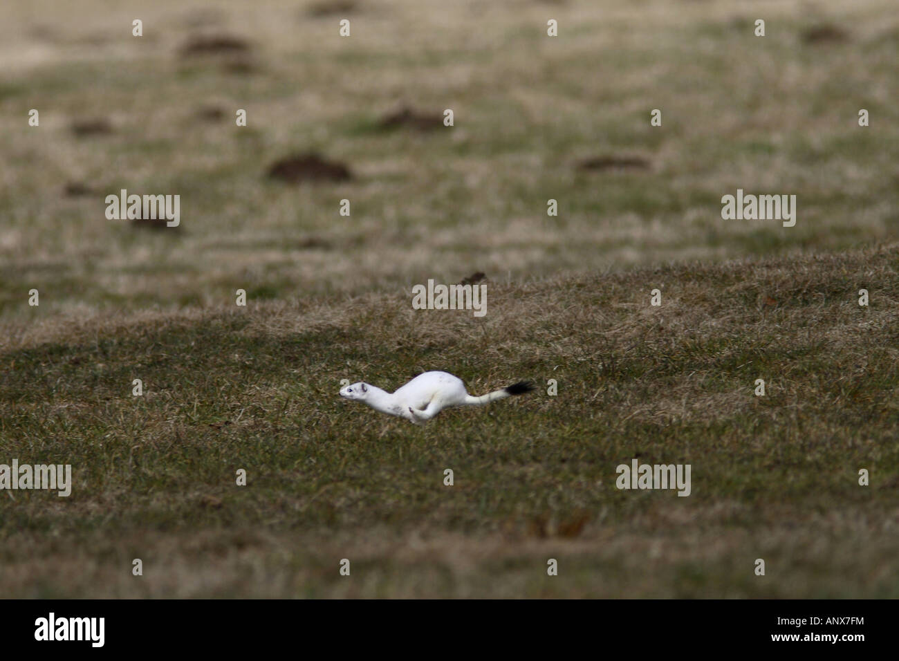 Ermine stoat mustela erminea jumping Banque de photographies et d ...