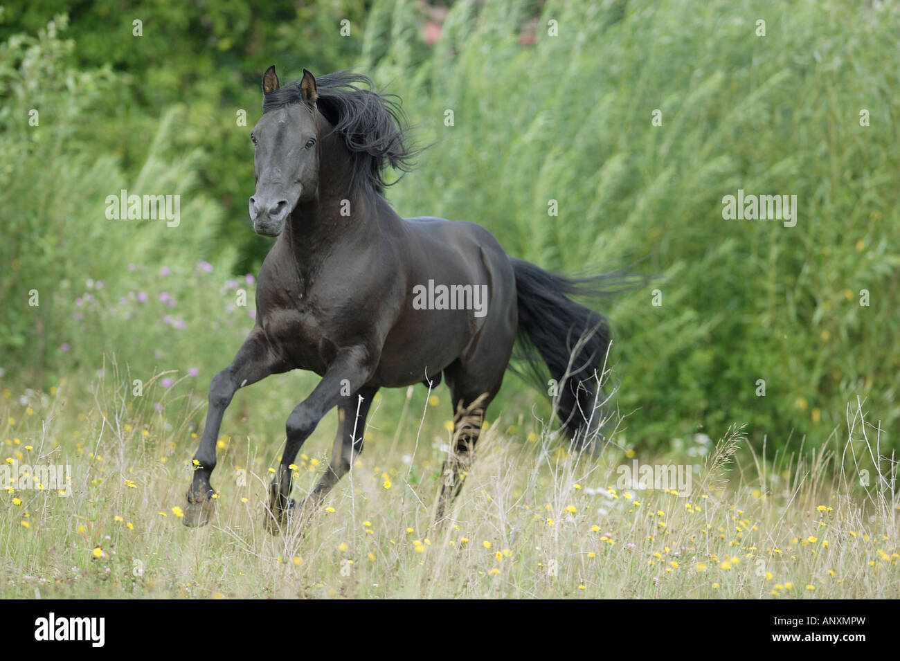 Arab barb horse running Banque de photographies et d’images à haute ...