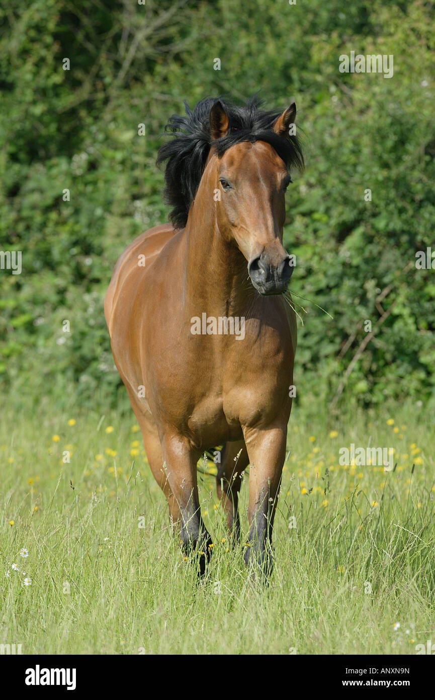 Anglo arabian horse walking meadow Banque de photographies et d’images ...