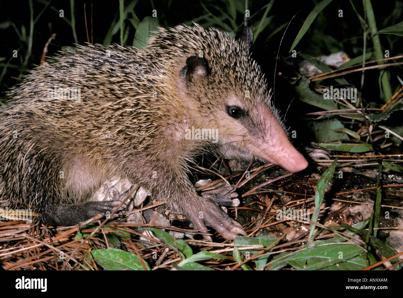 Le TENREC ECAUDATUS TENREC COMMUN POUR LES INSECTES DE NOURRITURE vers ...