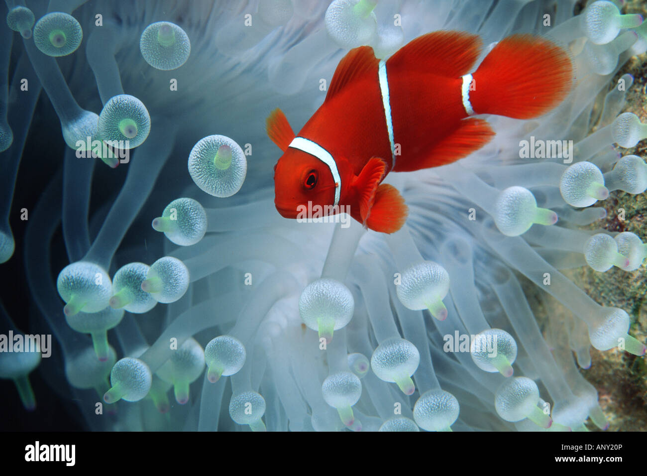 Joue de poisson Banque de photographies et d’images à haute résolution ...