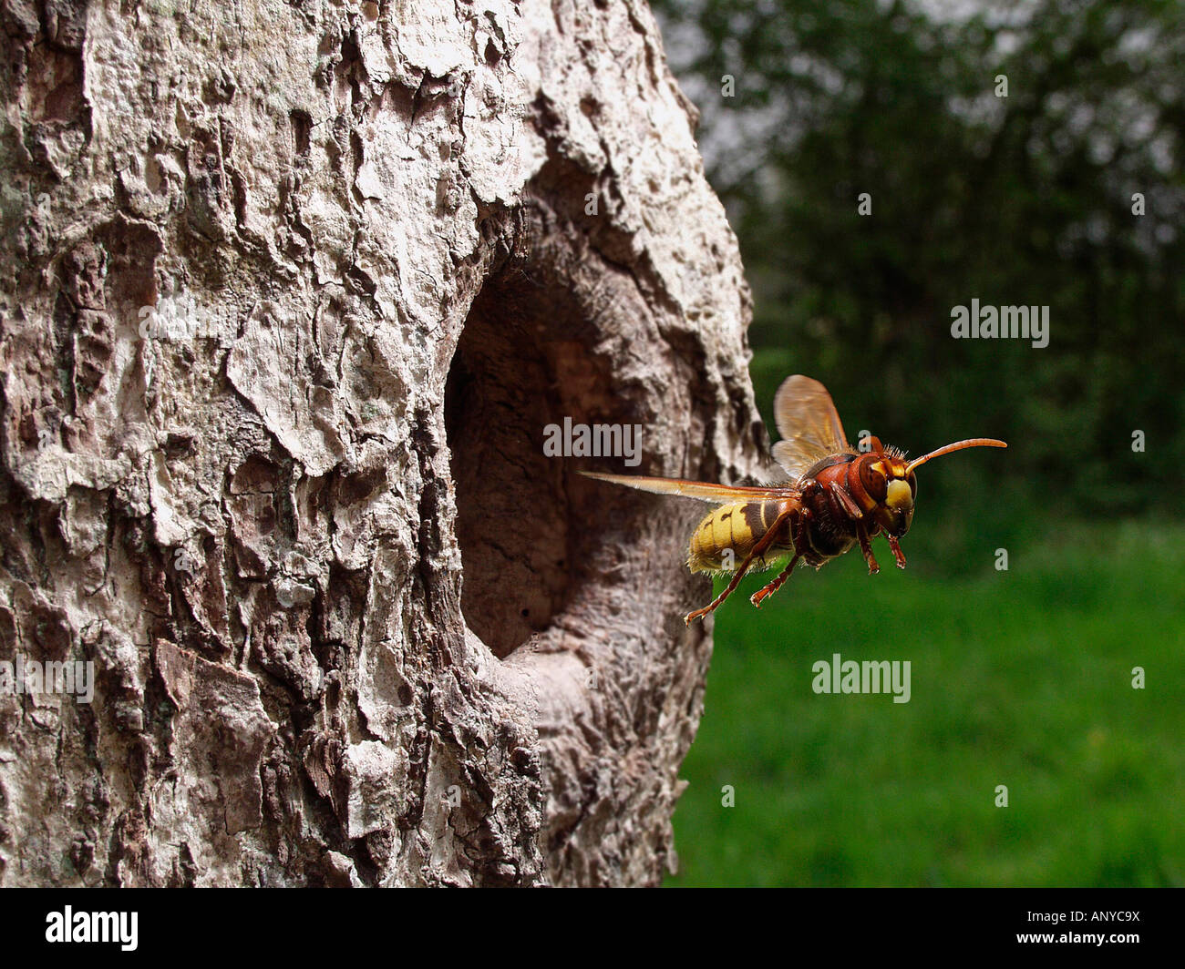 Frelon vespa carbo animal insecte Banque de photographies et d’images à ...
