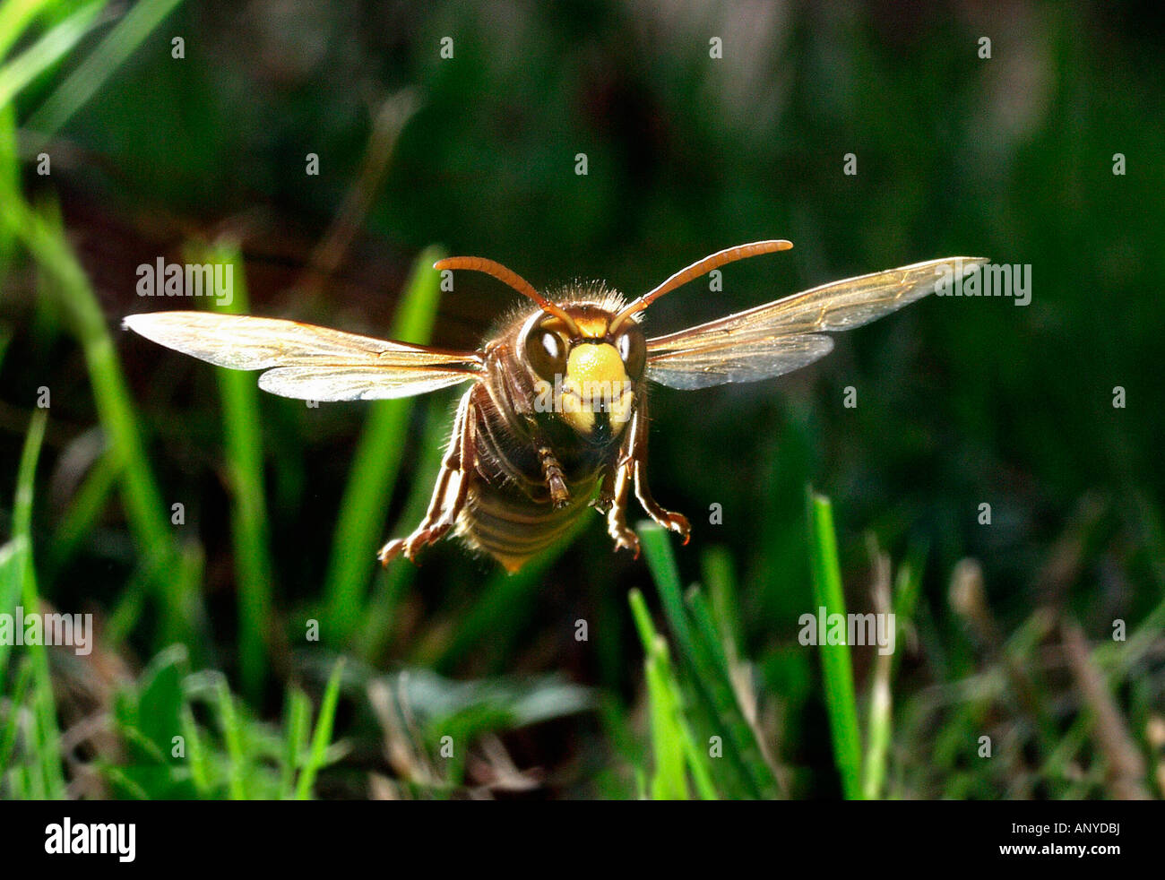 Frelon vespa carbo animal insecte Banque de photographies et d’images à ...