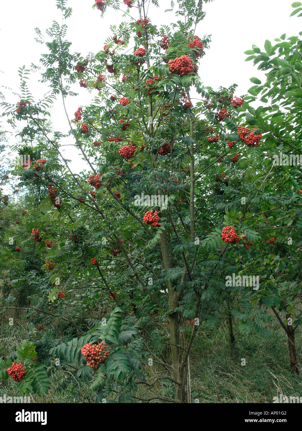 Sorbus aucuparia pyrus aucuparia Banque de photographies et d’images à ...
