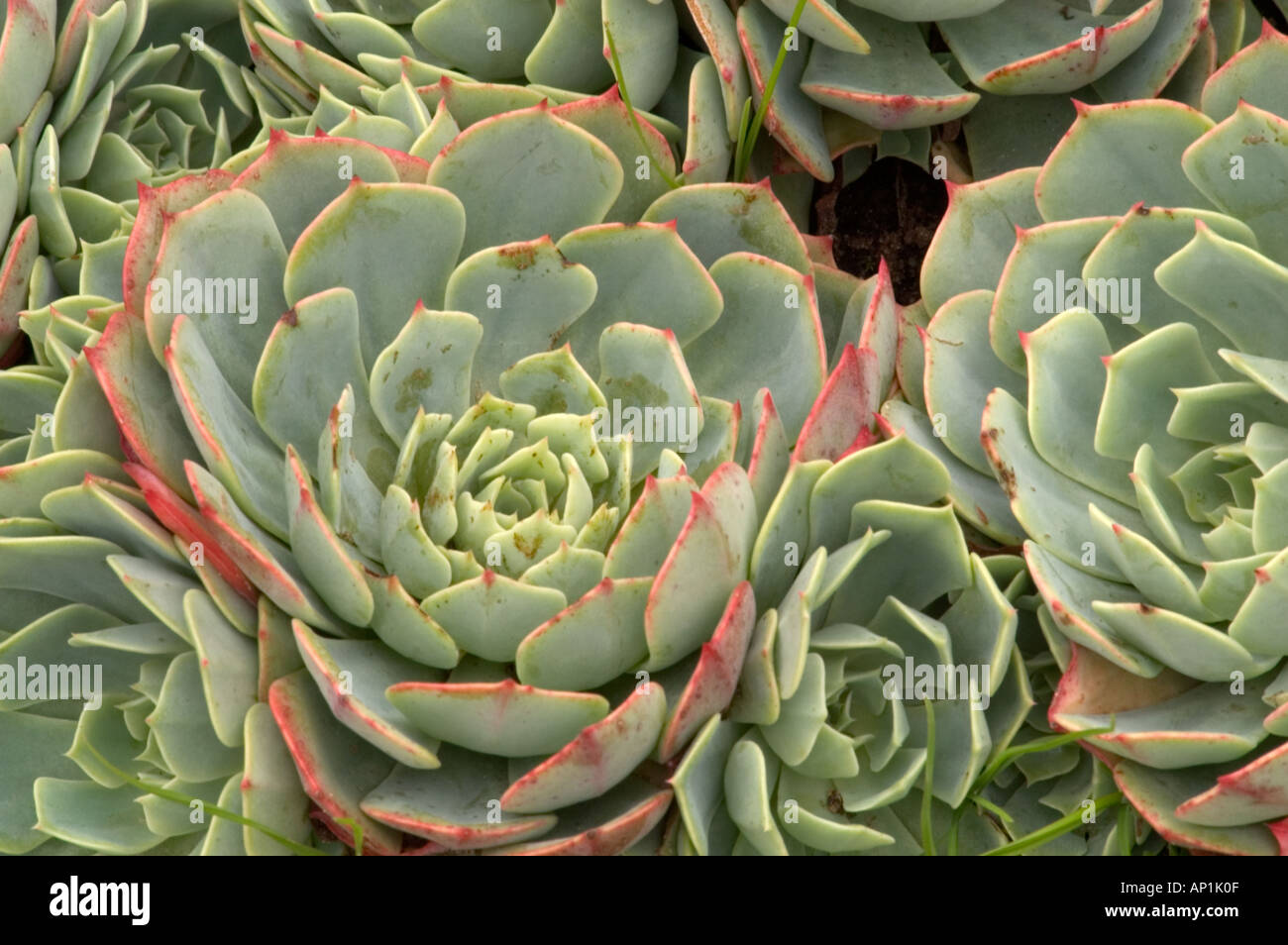 Echeveria glauca Banque de photographies et d’images à haute résolution - Alamy
