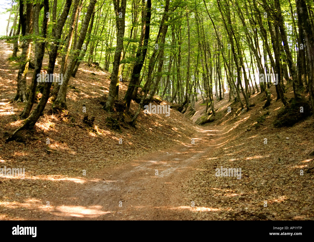 La sila forest Banque de photographies et d’images à haute résolution ...
