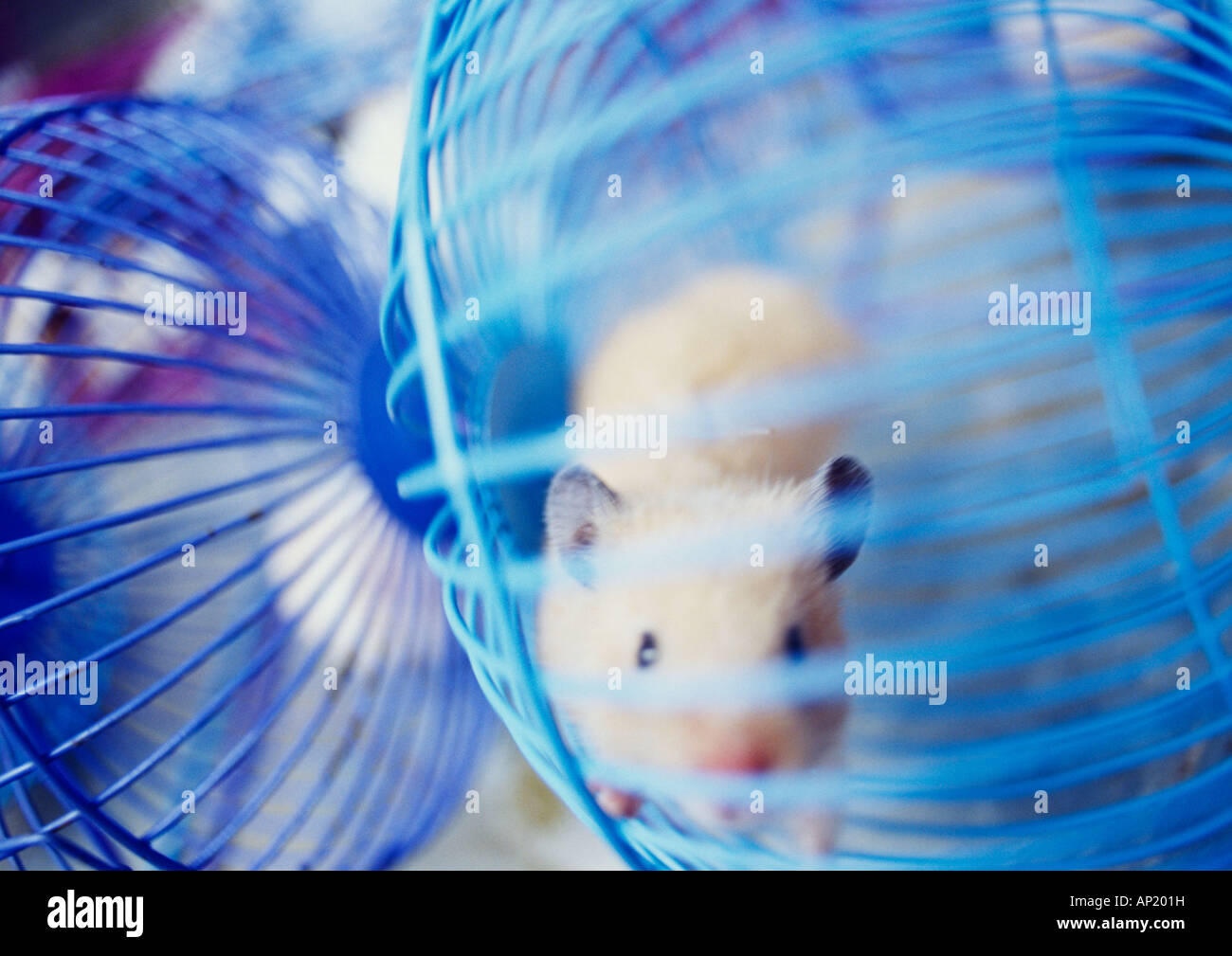 Roue hamster Banque de photographies et d’images à haute résolution - Alamy