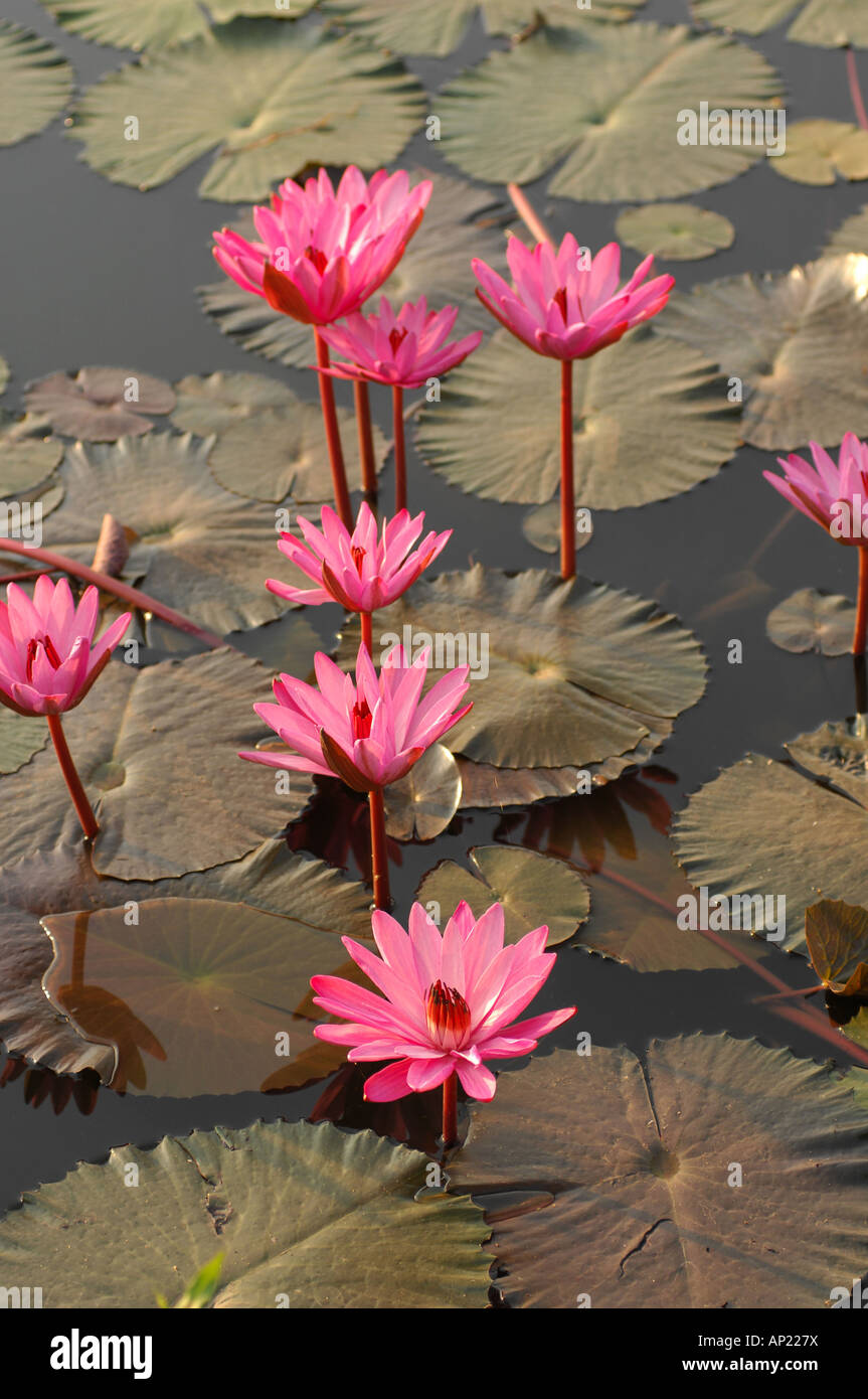 Pink lotus the national flower of india Banque de photographies et d ...