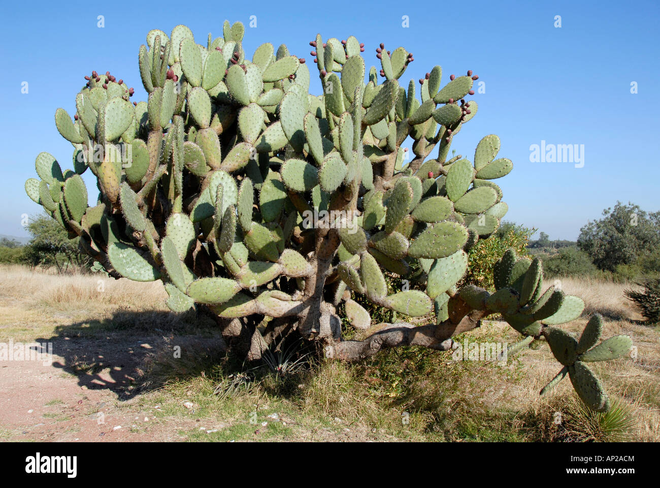 Field of nopal cactus mexico Banque de photographies et d’images à ...