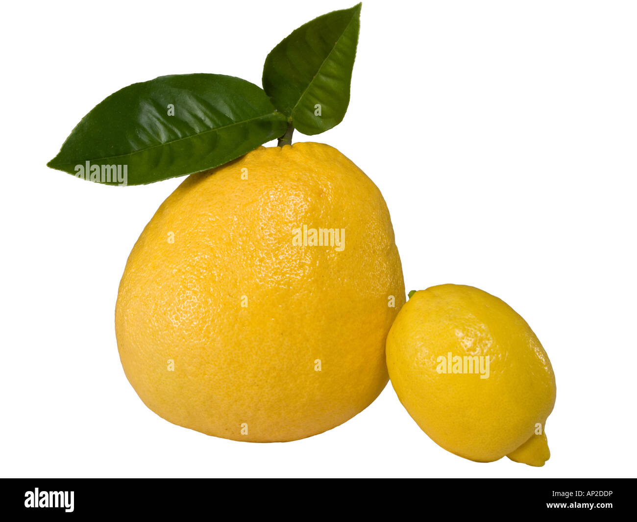 Gros citrons Banque de photographies et d’images à haute résolution - Alamy