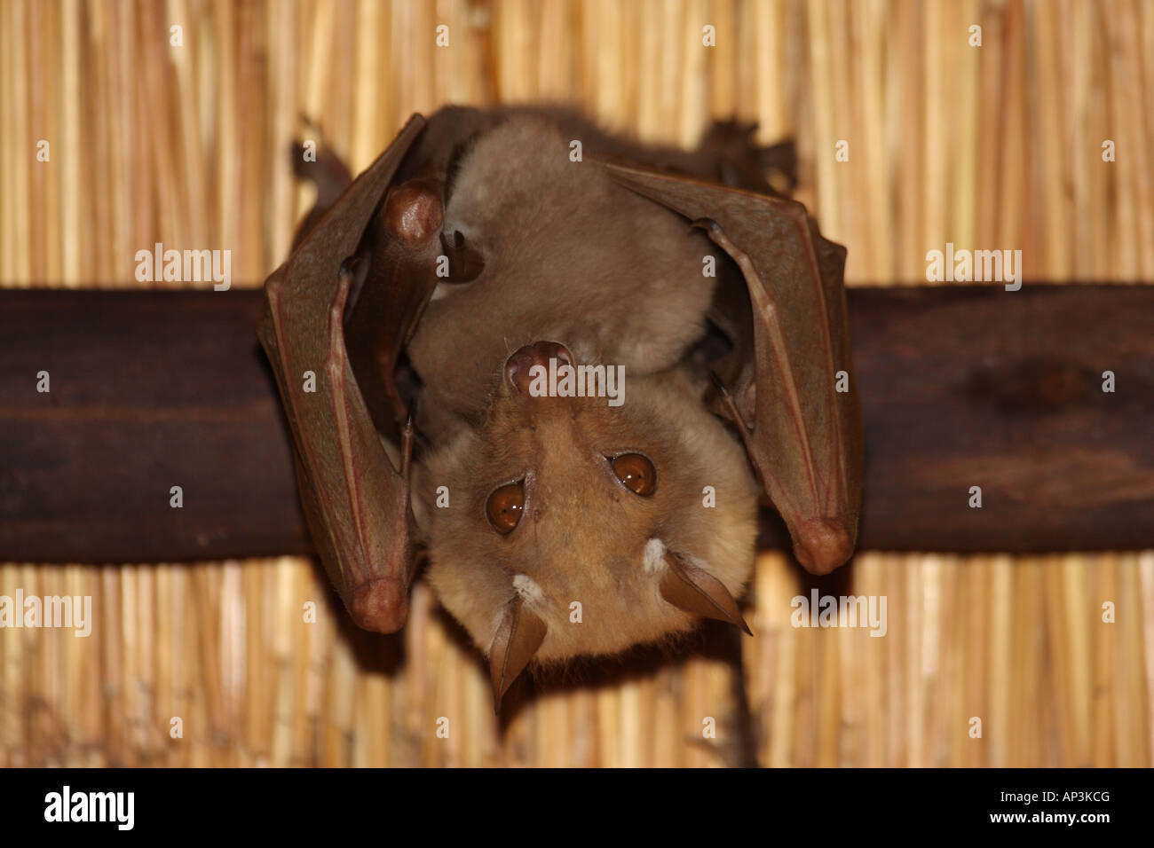 Epomophorus crypturus Banque de photographies et d’images à haute ...