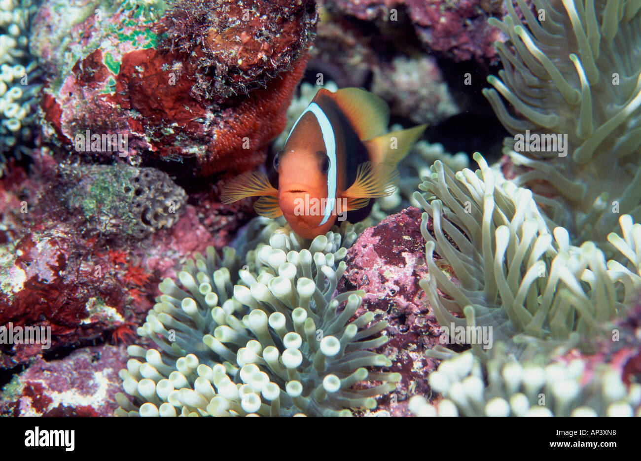 Clownfish amphiprion melanopus Banque de photographies et d’images à ...