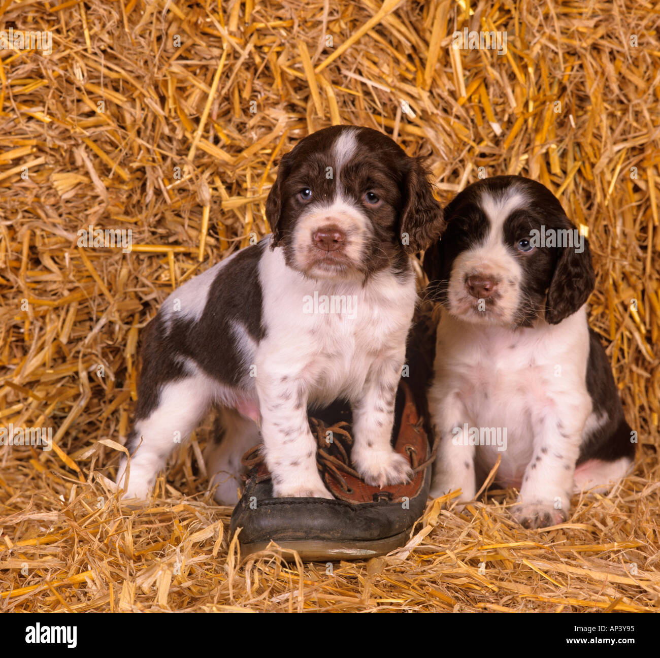 Chiots springer anglais travaillant Banque de photographies et d’images ...