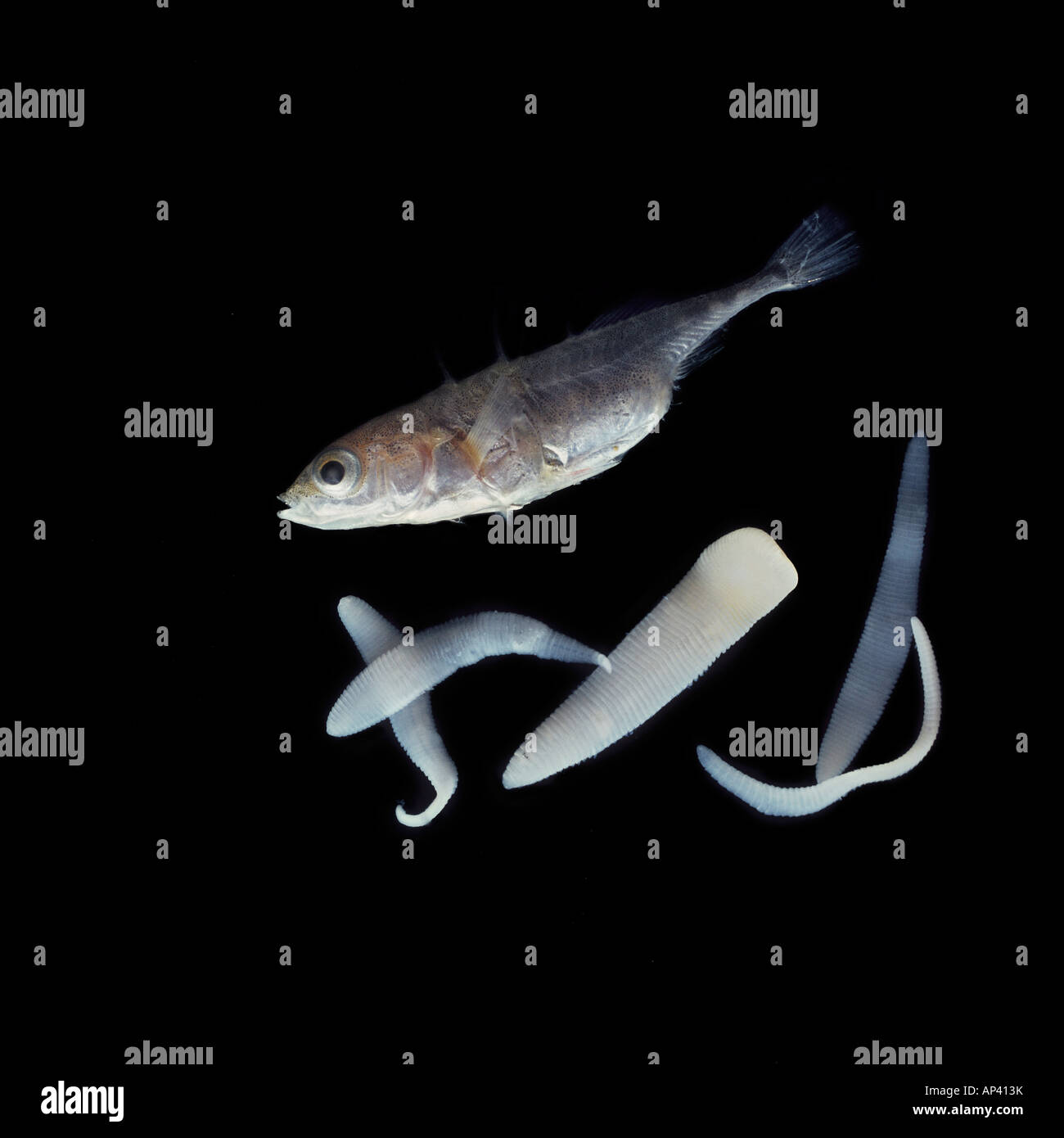 Parasites des poissons Banque de photographies et d’images à haute ...