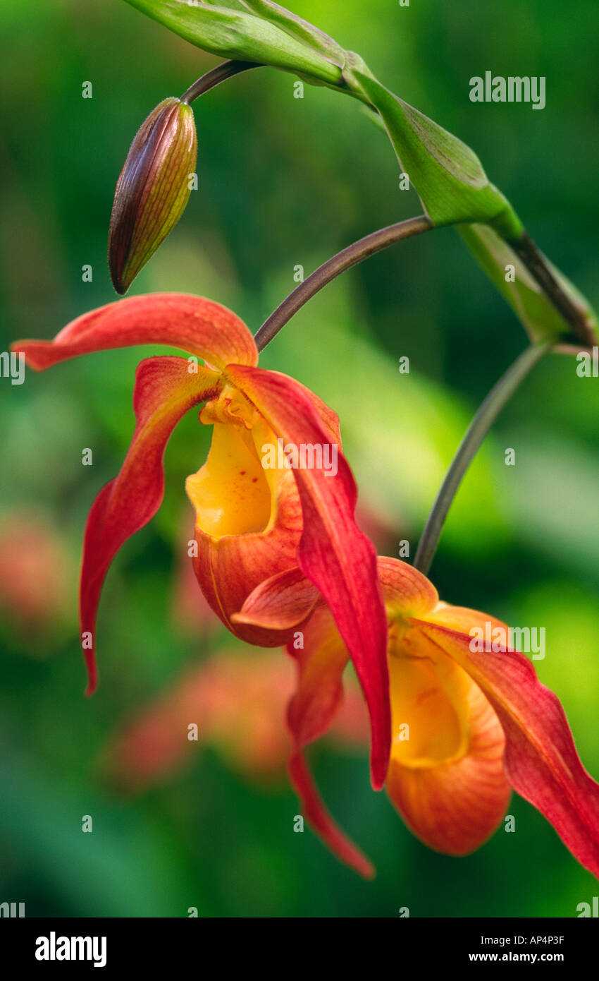 Eric young Banque de photographies et d’images à haute résolution - Alamy