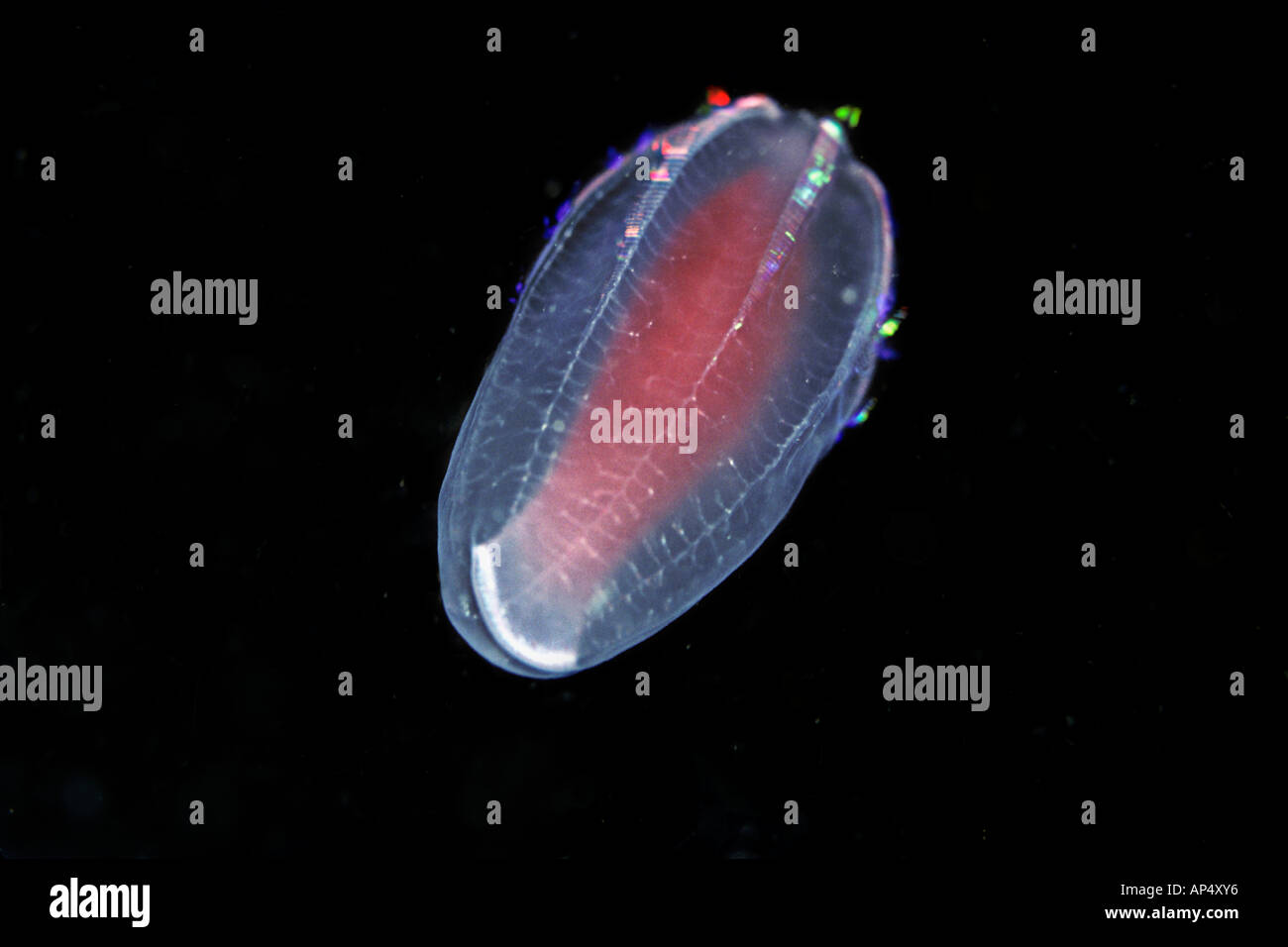 Beroe gracilis Banque de photographies et d’images à haute résolution ...