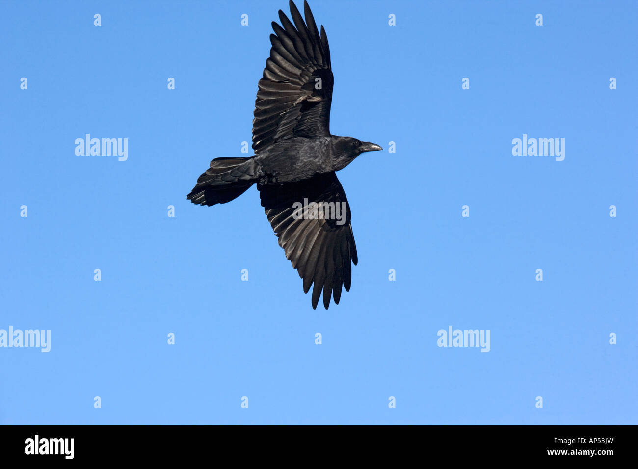 Corbeau en vol Banque de photographies et d’images à haute résolution ...