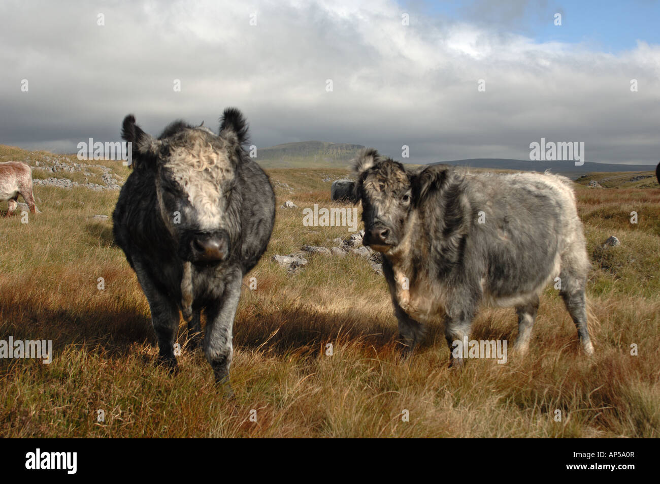 Race de vache anglaise gray blue Banque de photographies et d’images à ...