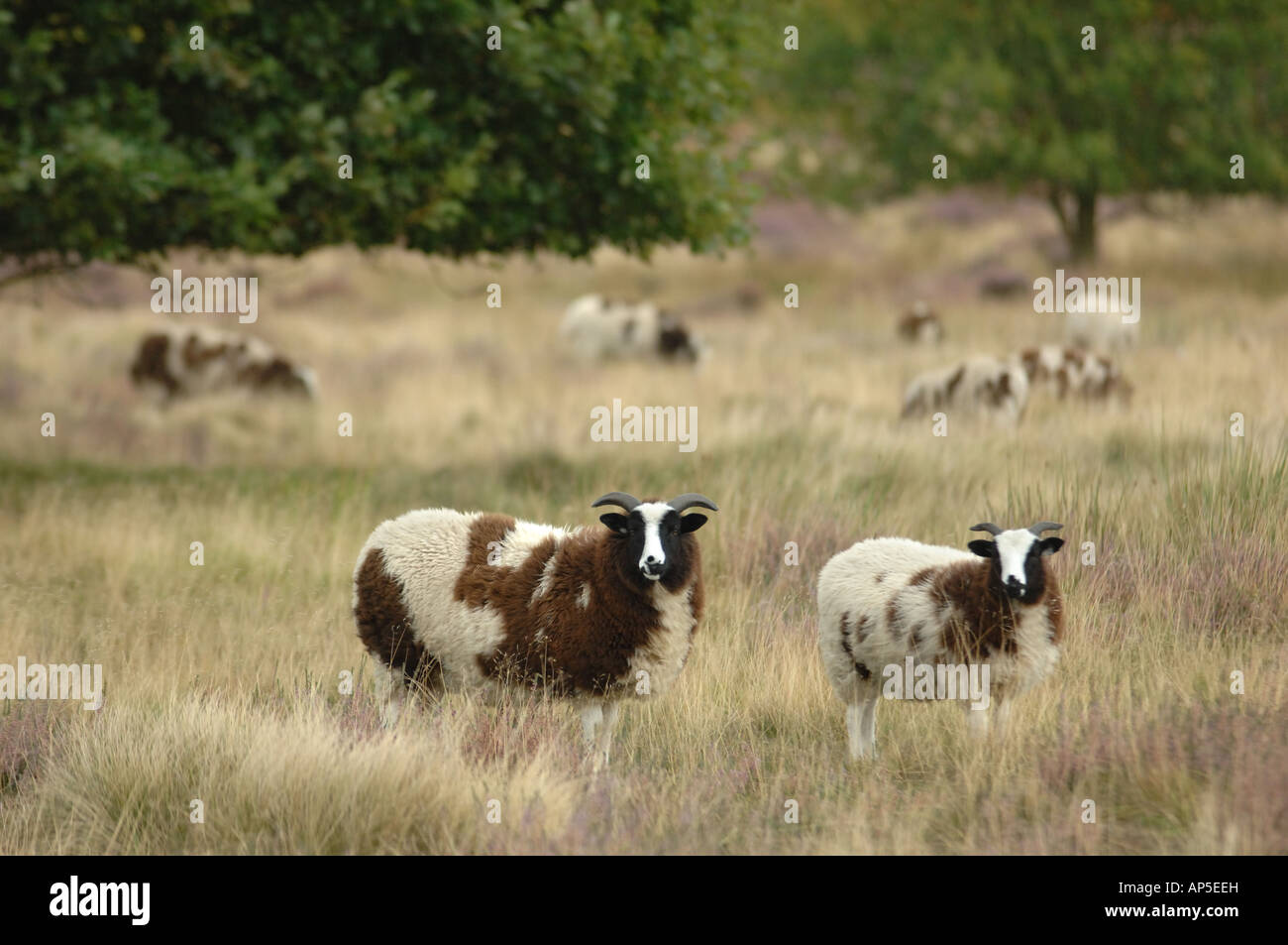 Moutons jacob Banque de photographies et d’images à haute résolution ...
