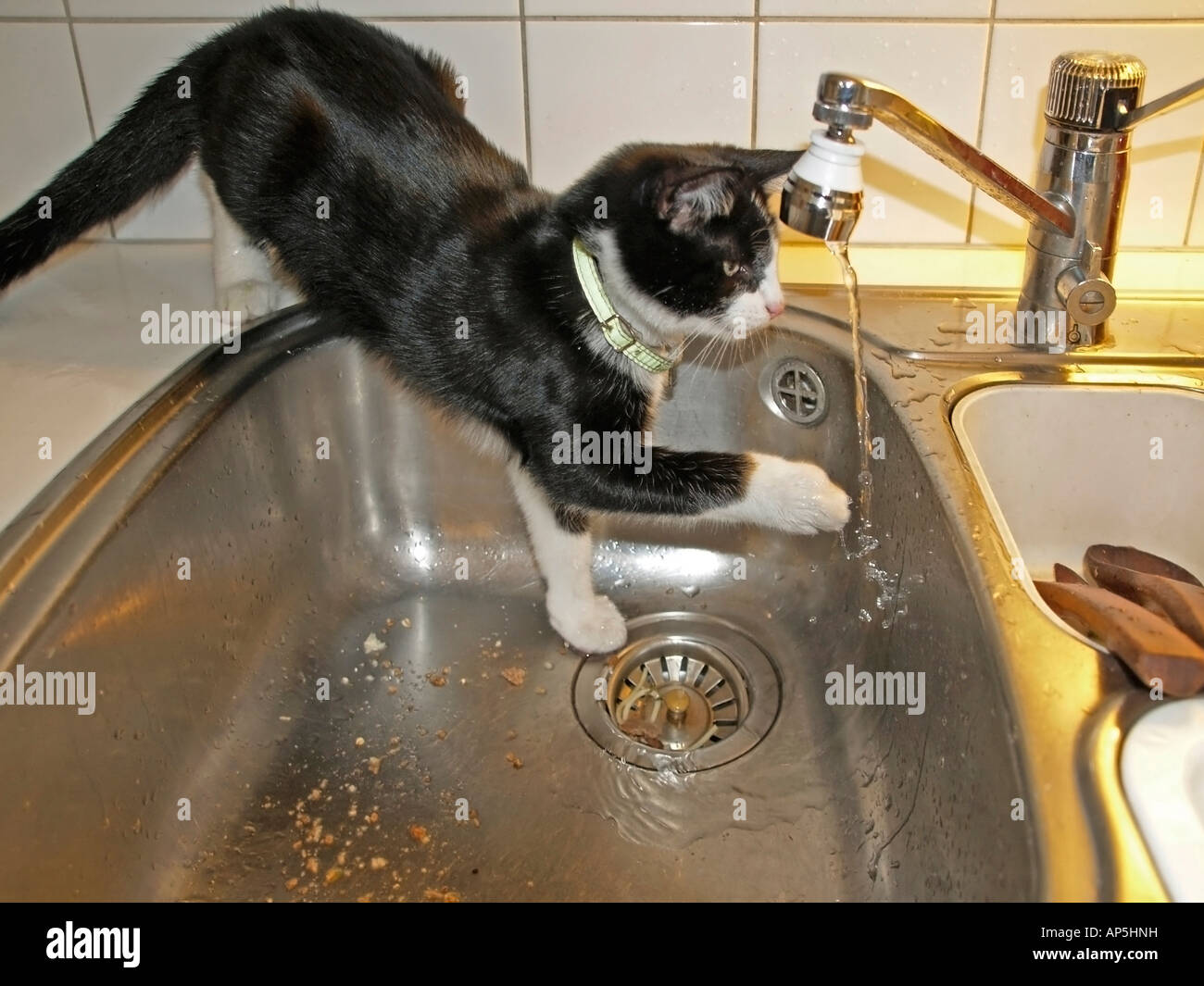 Chat jouant Banque de photographies et d’images à haute résolution - Alamy