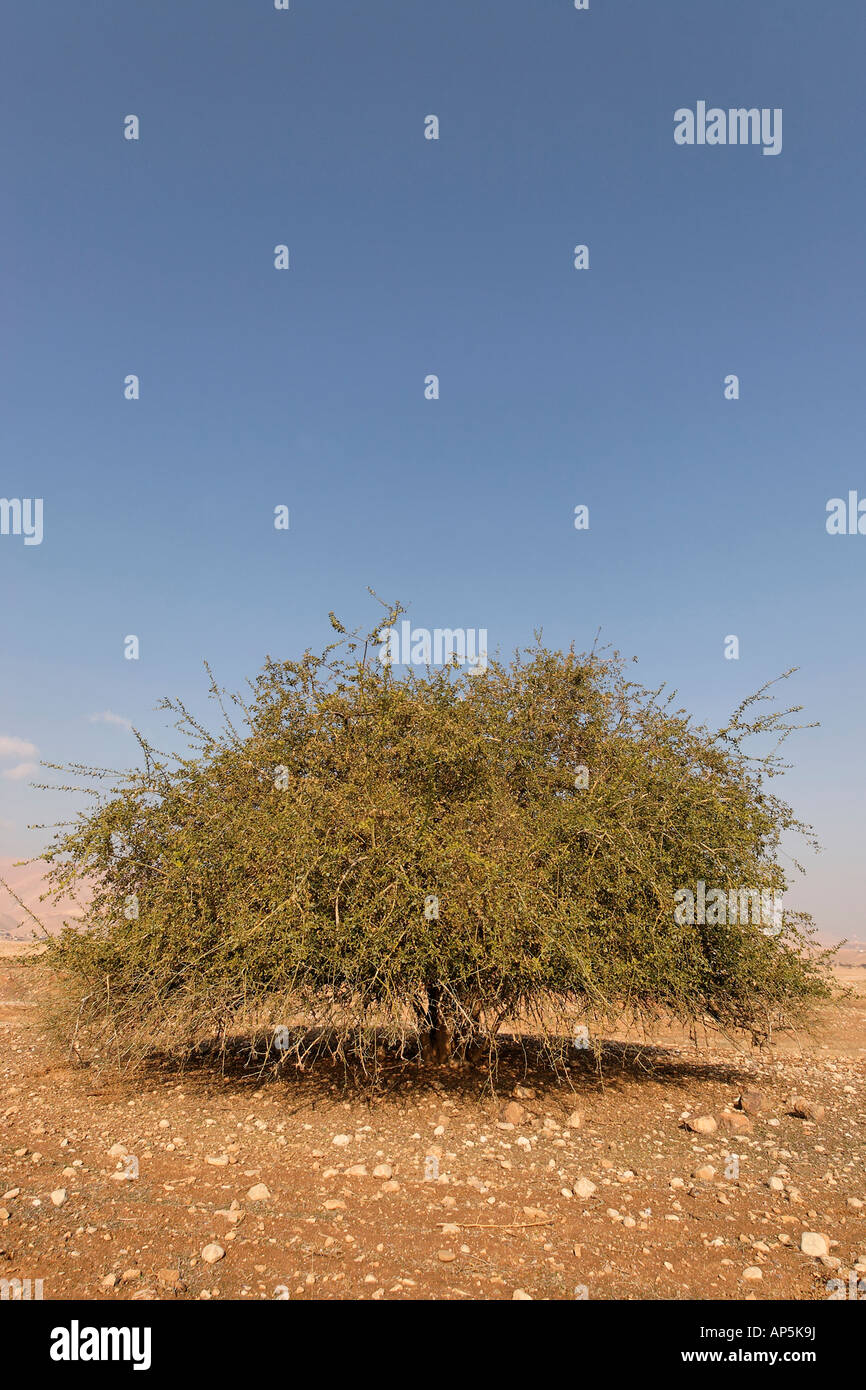 Balanites aegyptiaca Banque de photographies et d’images à haute ...