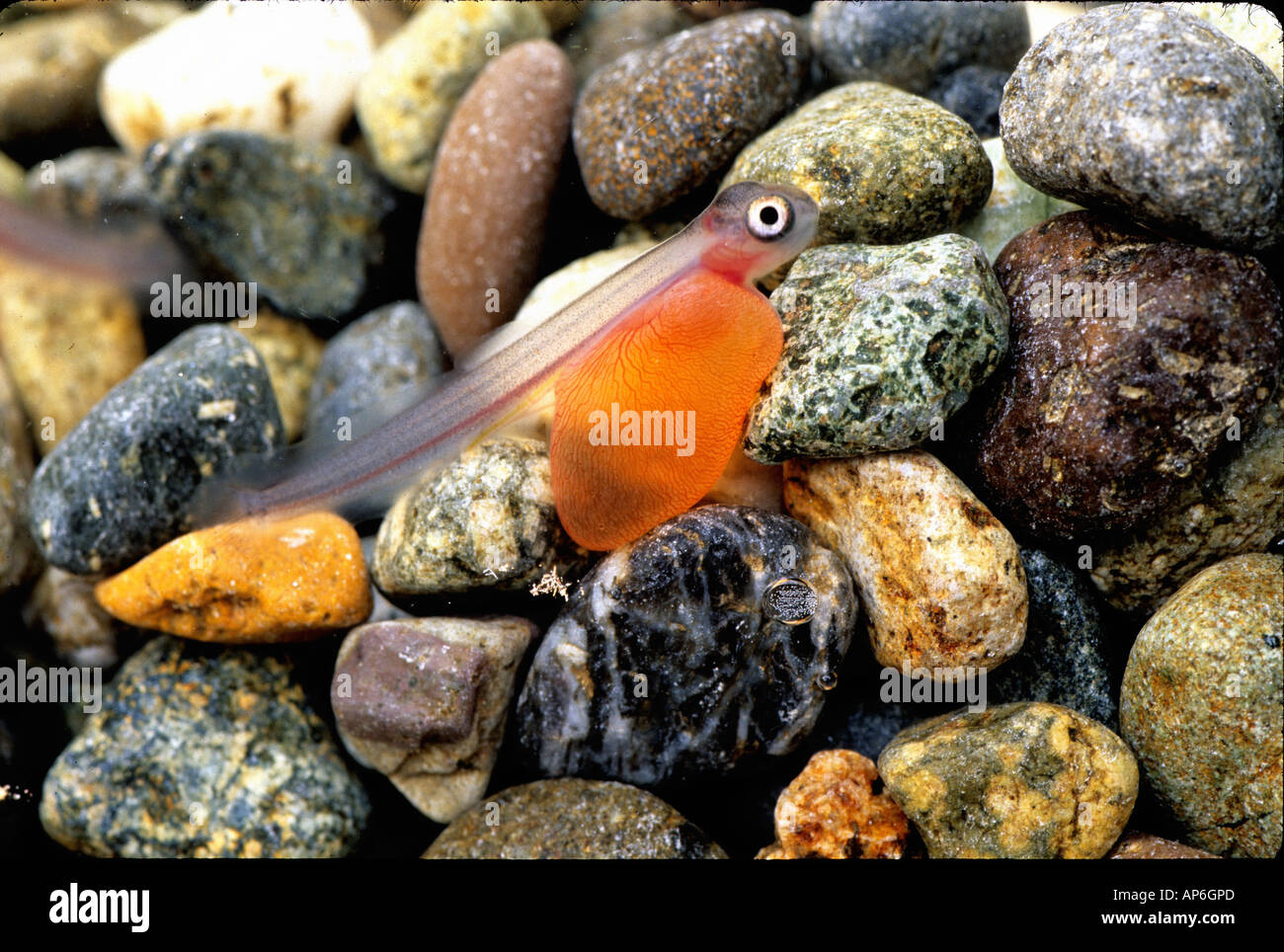 Alevins de coho Banque de photographies et d’images à haute résolution ...