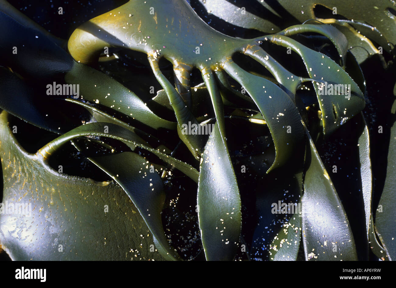 Des modèles dans le varech Macrocystis géant un type d'algue verte s ...