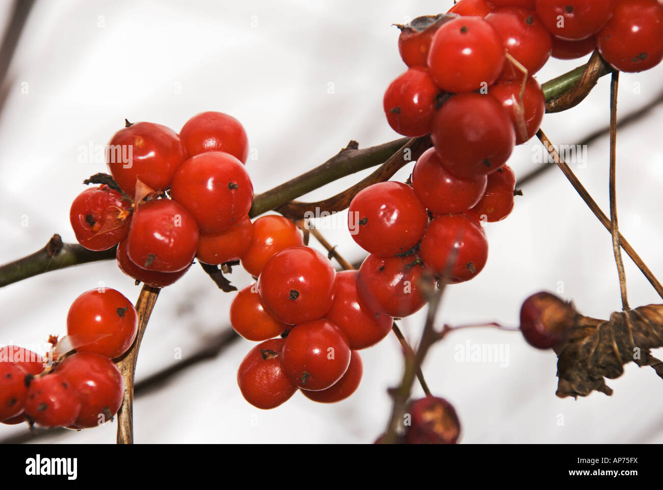 Chèvrefeuille aux fruits rouges Banque de photographies et d’images à ...