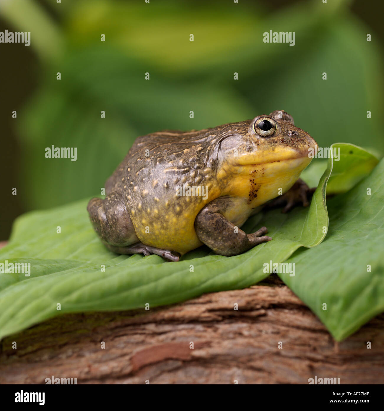 Pixie frog Banque de photographies et d’images à haute résolution - Alamy