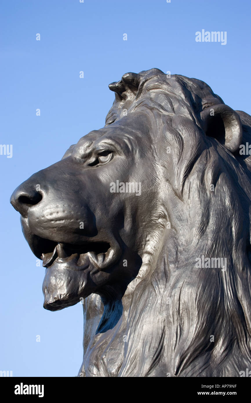 Lion square Banque de photographies et d’images à haute résolution - Alamy