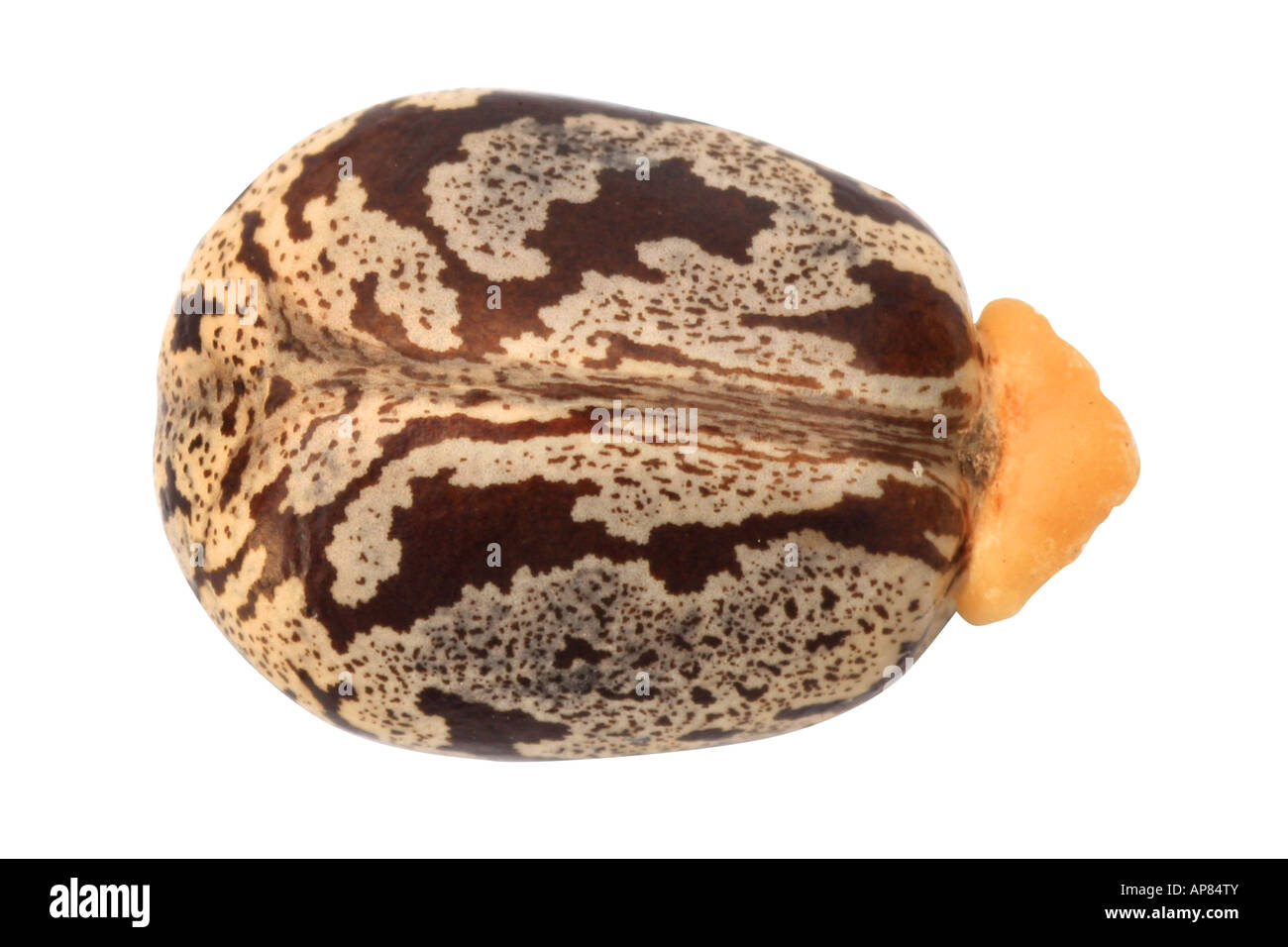 Ricin le ricin ricin Le ricin Ricinus communis Ricin graines unique ...