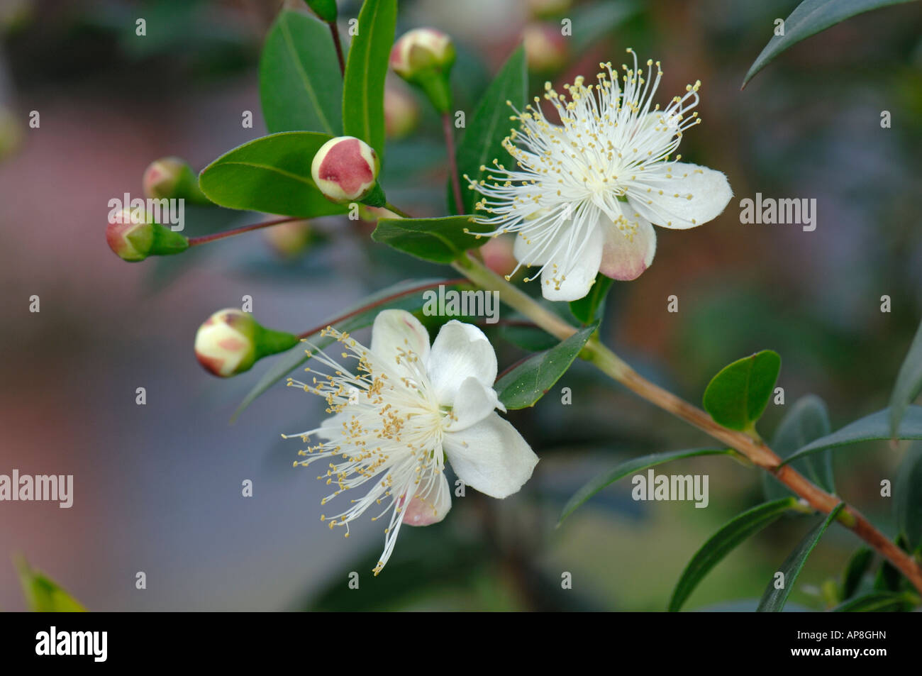 Myrte myrtus communis Banque de photographies et d’images à haute ...