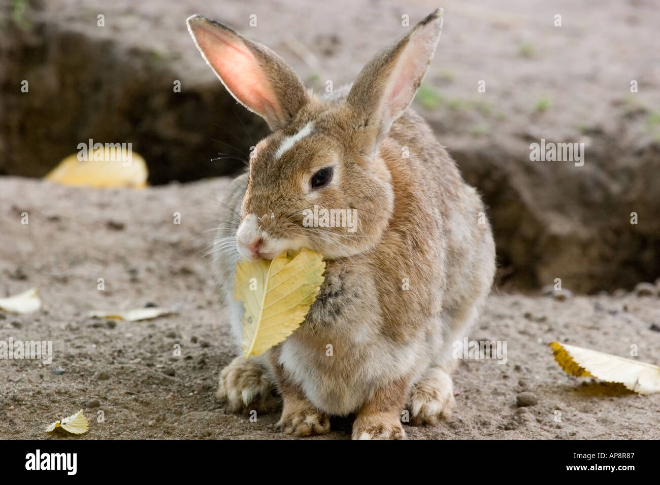Le lapin brun Banque de photographies et d’images à haute résolution ...