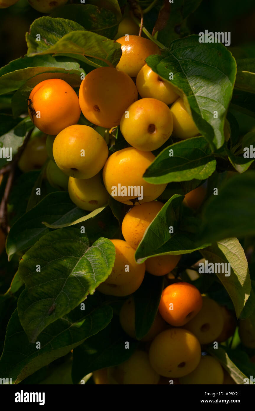 Malus butterball crab apple tree Banque de photographies et d’images à ...