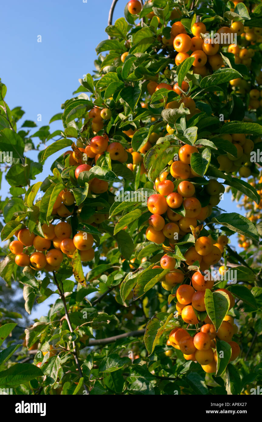 Malus butterball crab apple tree Banque de photographies et d’images à ...