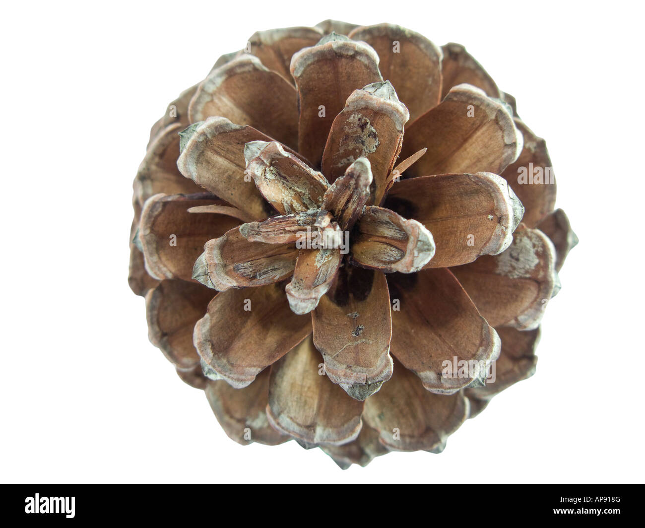 Cocotte de pin Banque de photographies et d’images à haute résolution ...