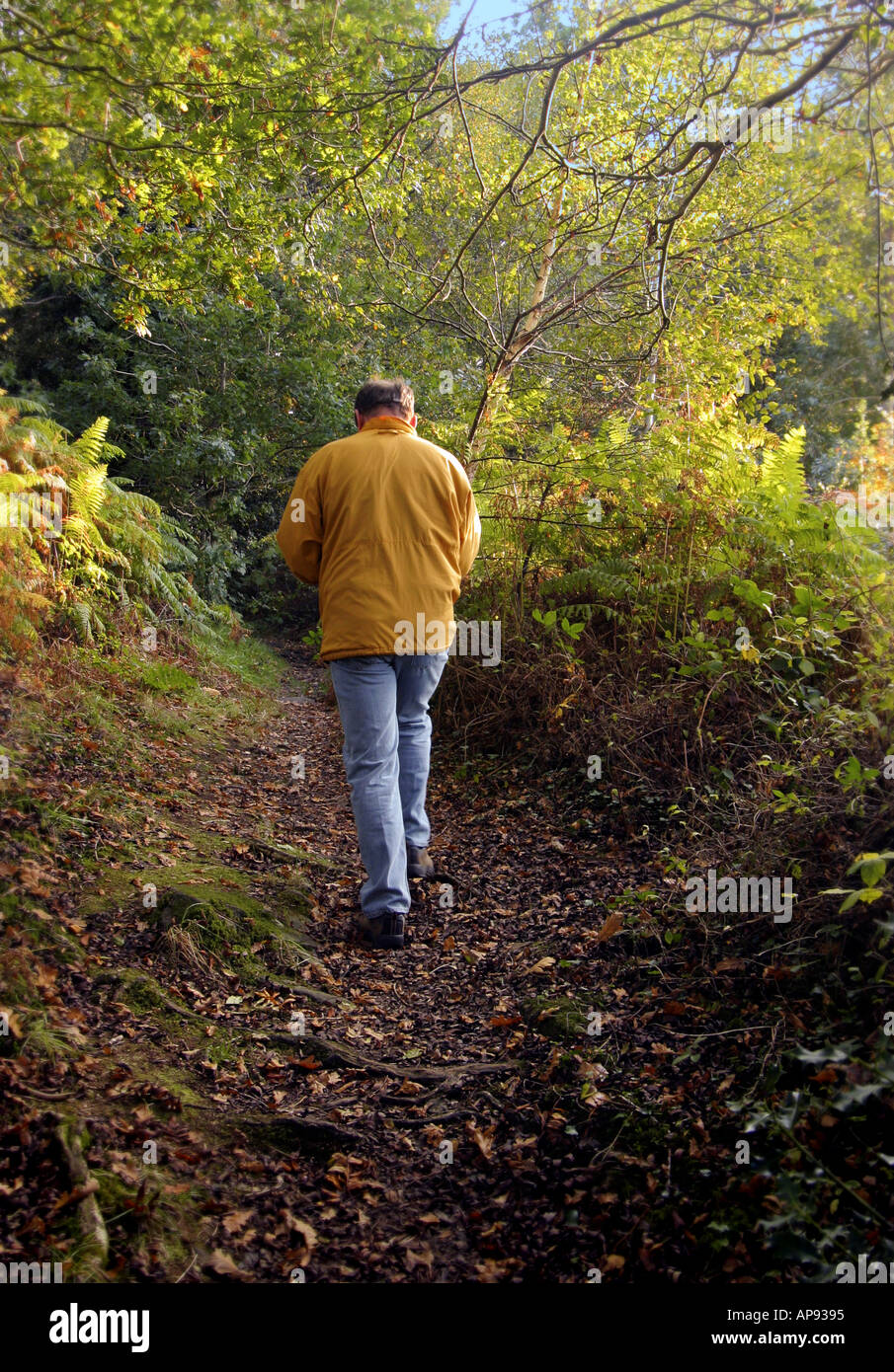 Une promenade dans les bois Banque de photographies et d’images à haute ...