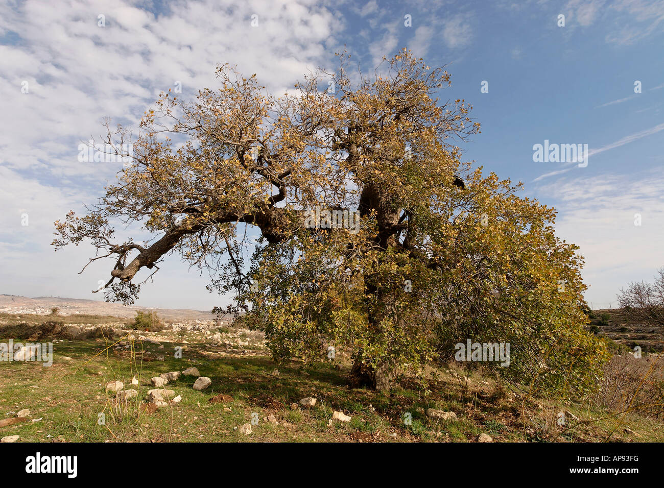 Cyprus oak Banque de photographies et d’images à haute résolution - Alamy