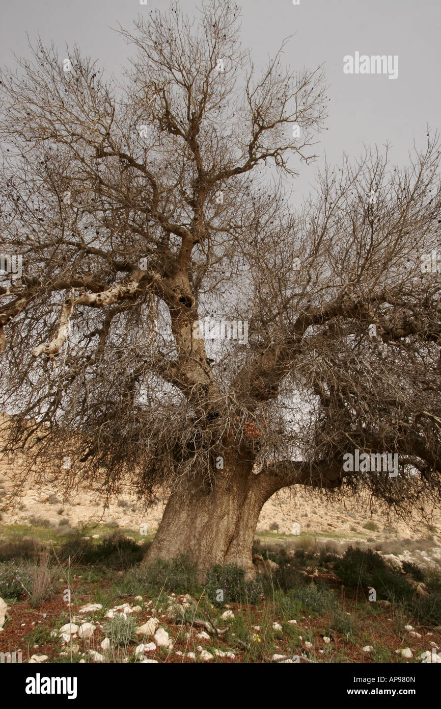 Wadi elot Banque de photographies et d’images à haute résolution - Alamy