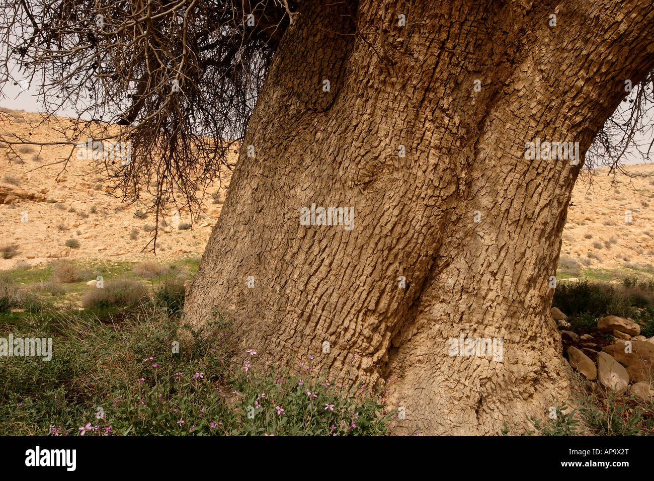 Wadi elot Banque de photographies et d’images à haute résolution - Alamy