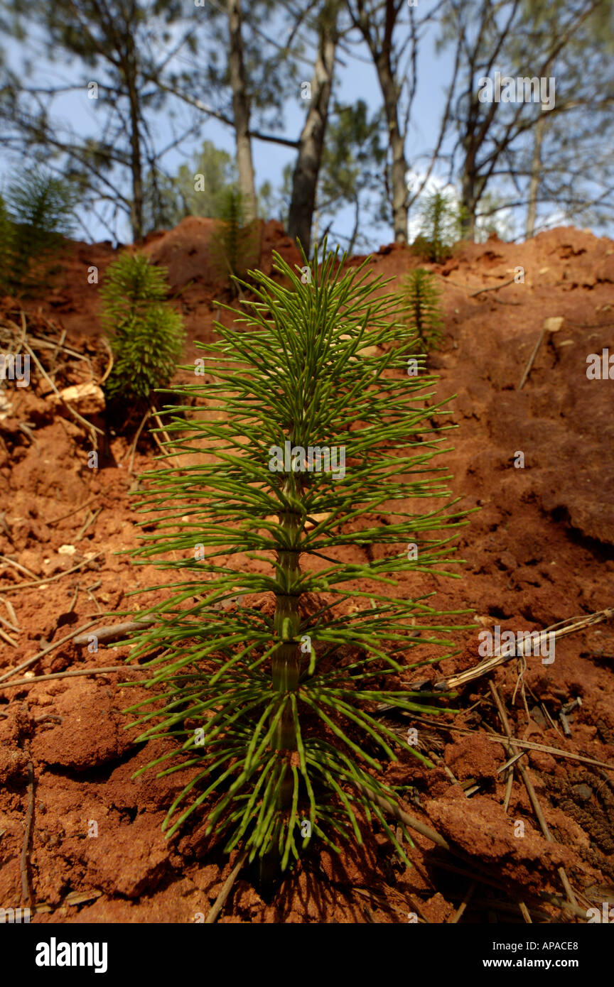 Sable friable Banque de photographies et d’images à haute résolution ...