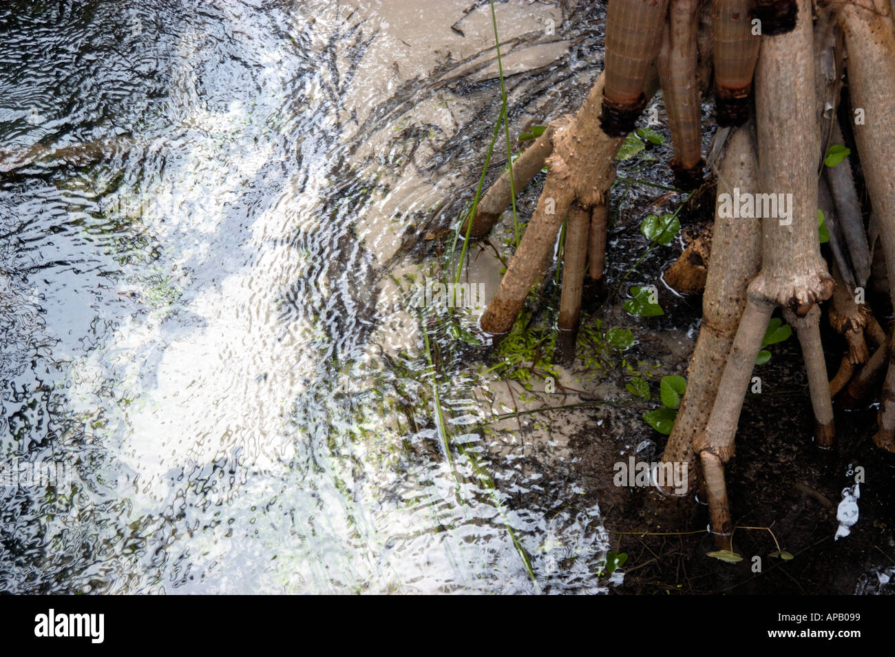Yidney scrub rain forest Banque de photographies et d’images à haute ...