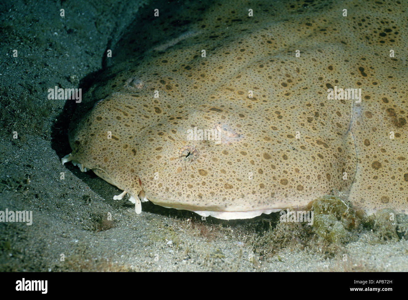 Requin ange Banque de photographies et d’images à haute résolution - Alamy