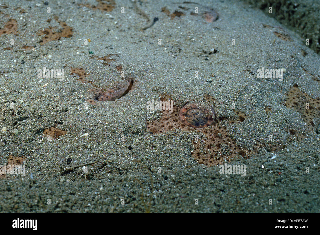 Requin ange squatina squatina Banque de photographies et d’images à ...