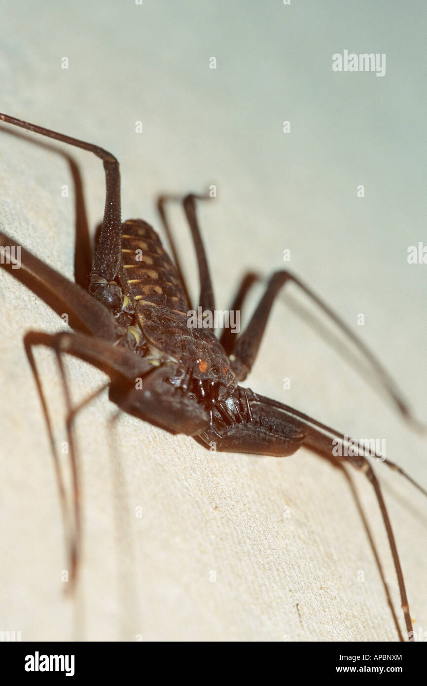 Scorpion costa rica Banque de photographies et d’images à haute ...