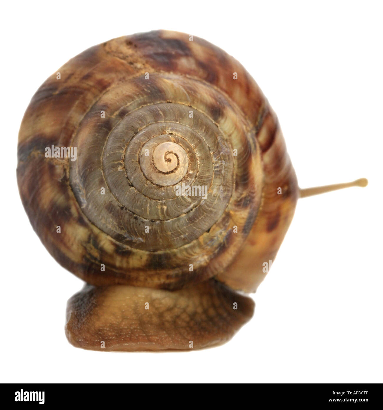 Escargot géant africain Banque d'images détourées - Alamy