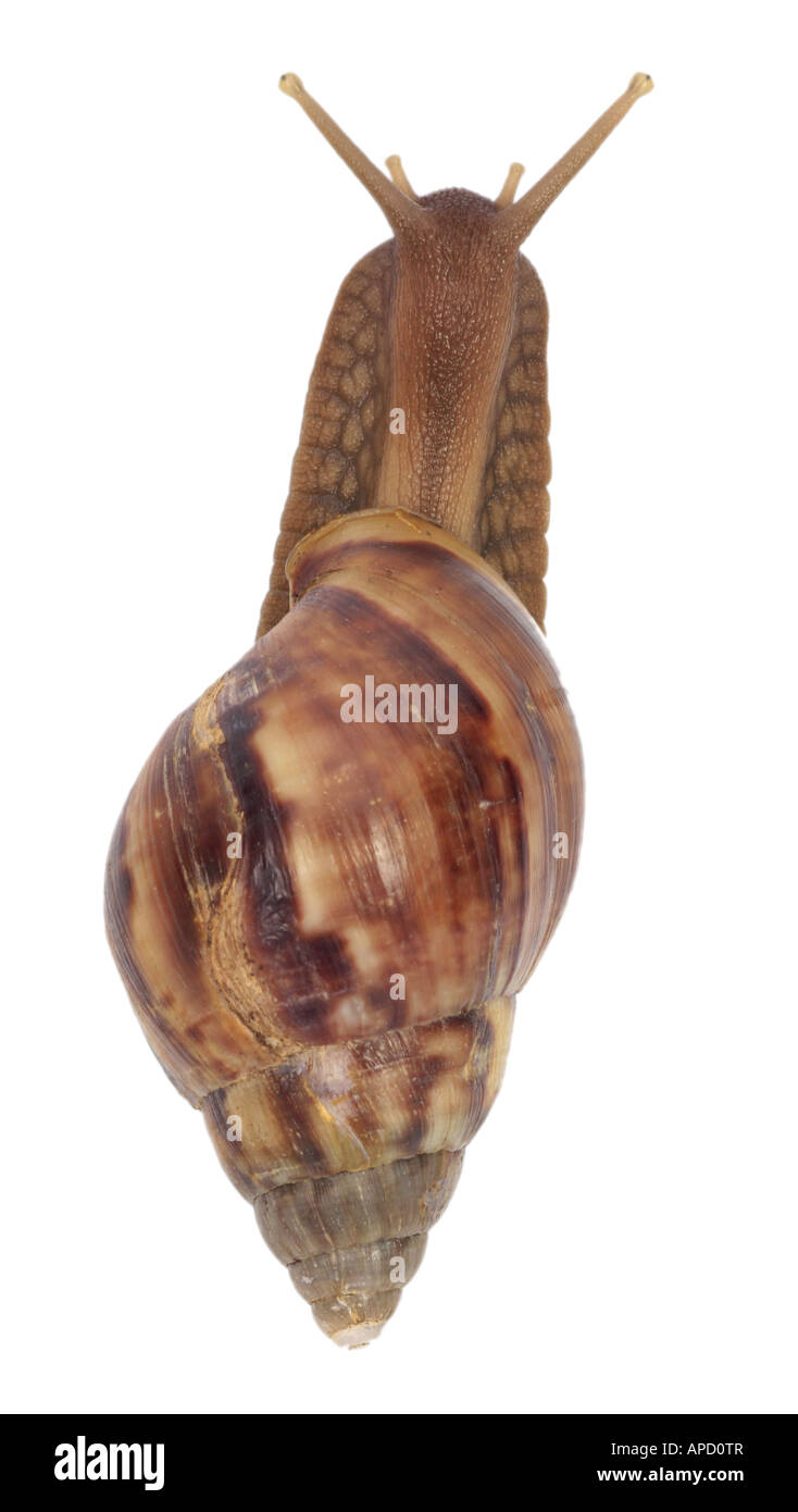 Escargot géant africain Banque d'images détourées - Alamy