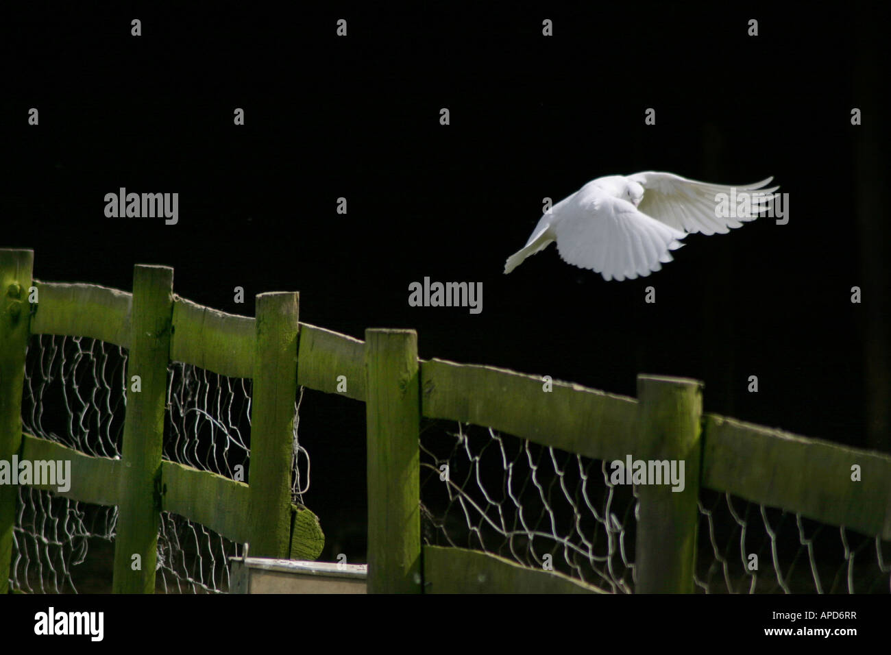 Colombe en vol Banque de photographies et d’images à haute résolution ...