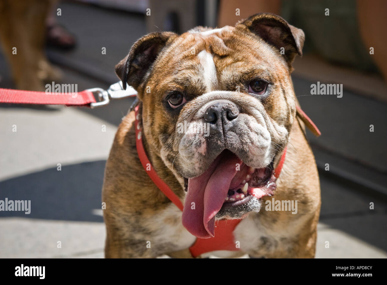 Races de chiens anglais Banque de photographies et d’images à haute ...